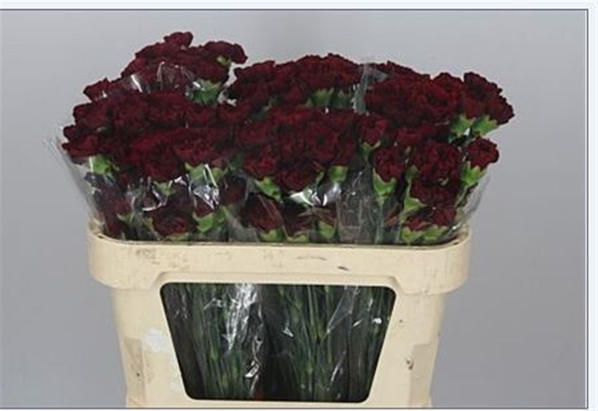 Carnations
