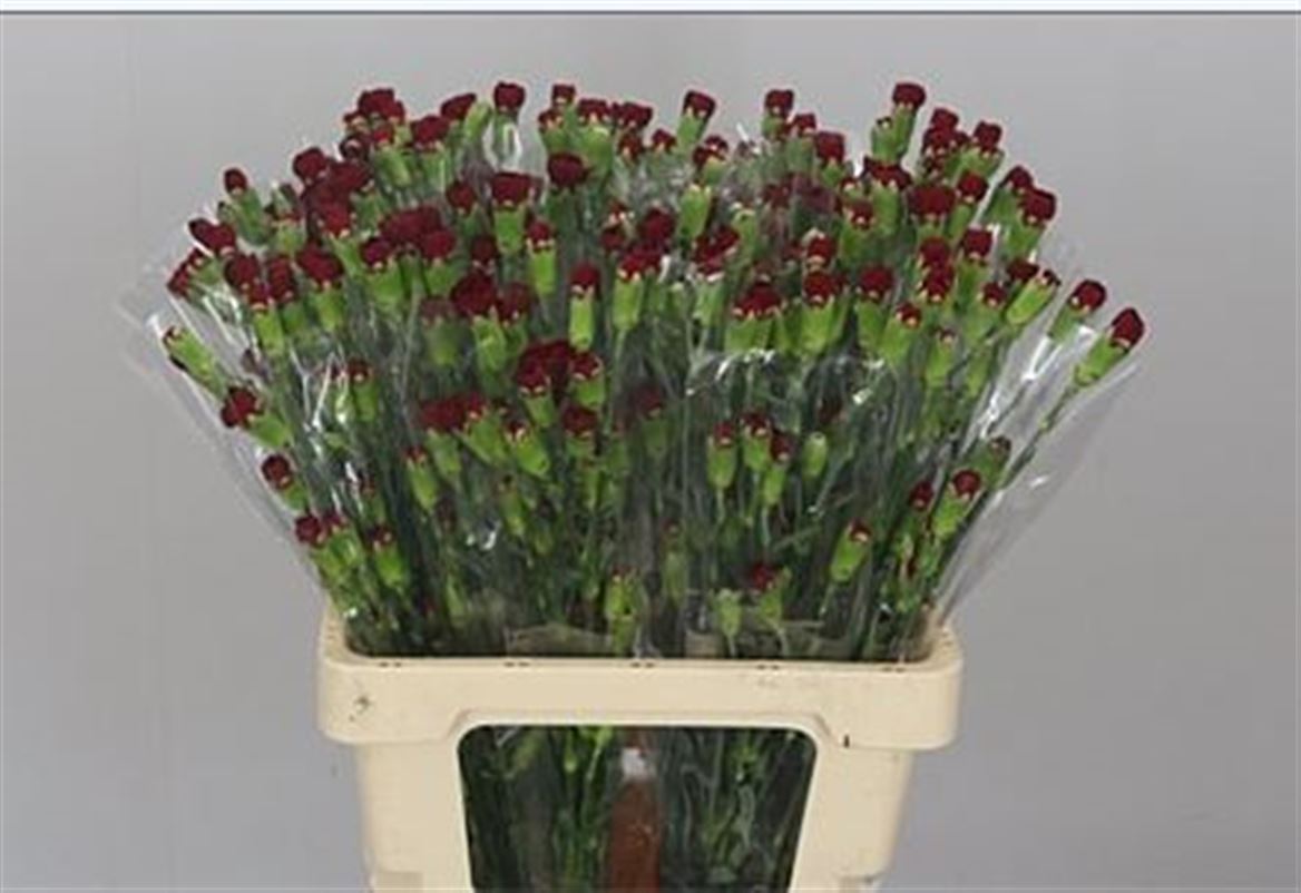Carnations Spray