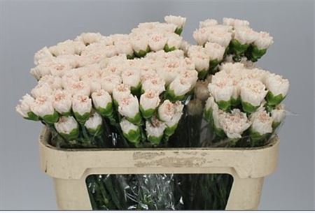 Carnations
