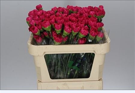 Carnations