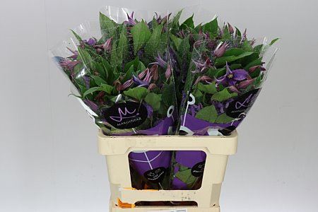 Clematis