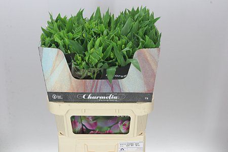 Alstroemeria