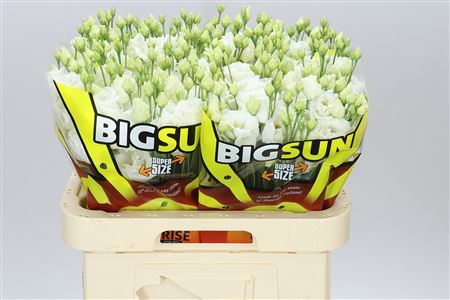 Eustoma / Lisianthus